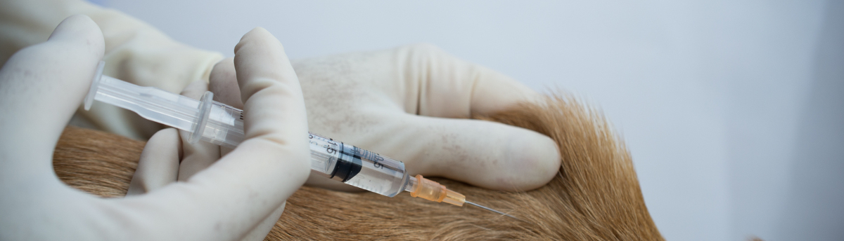 Veterinary medicinal products - Formalities & procedures - Single ...